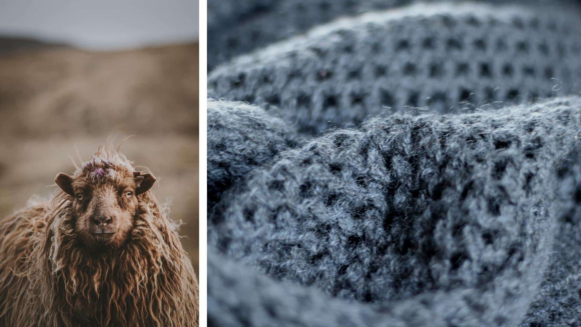 Er ull miljøvennlig? - Svanemerket