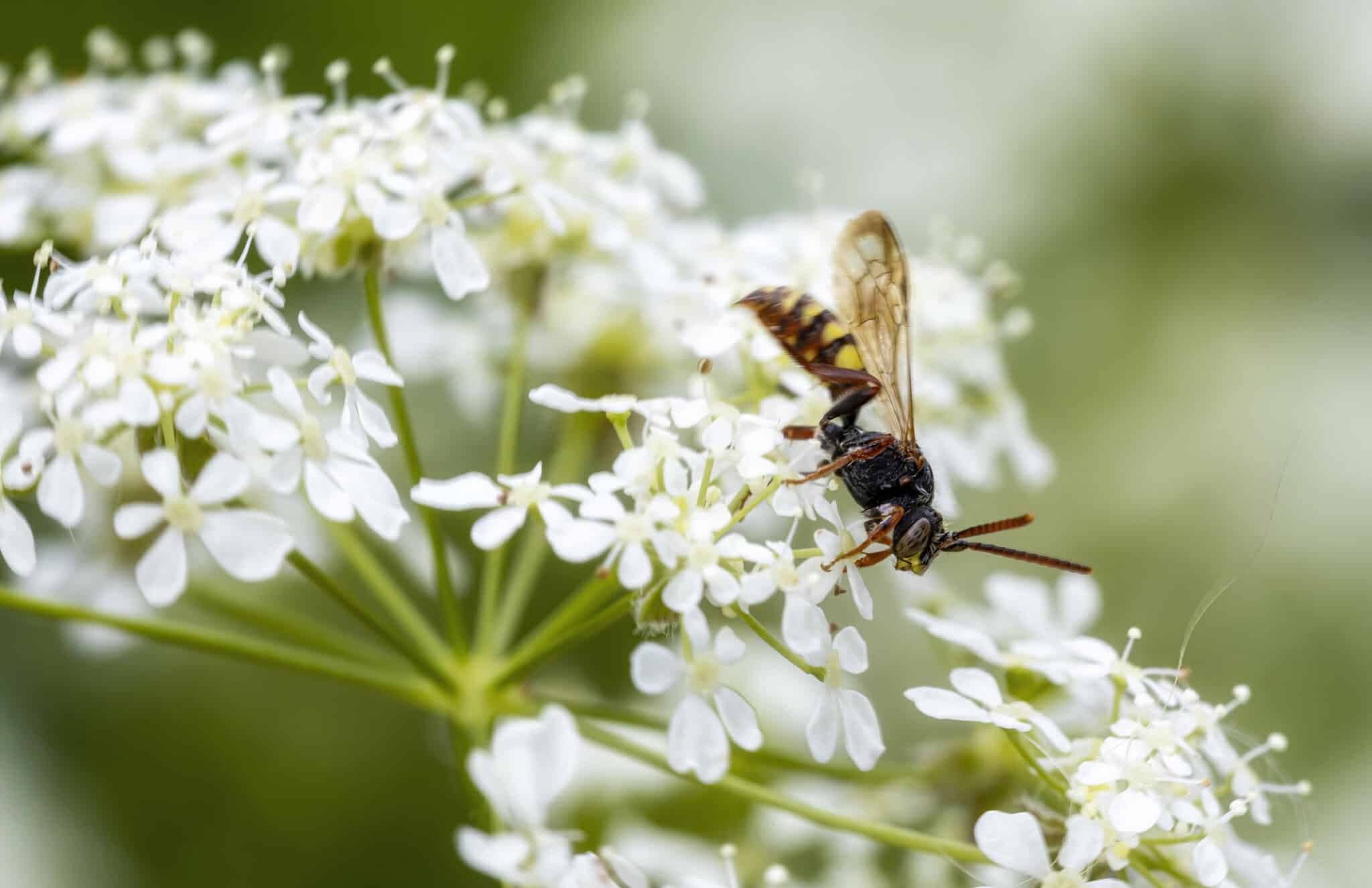 Svanemerket - Vanskelig å få. Enkelt å velge.